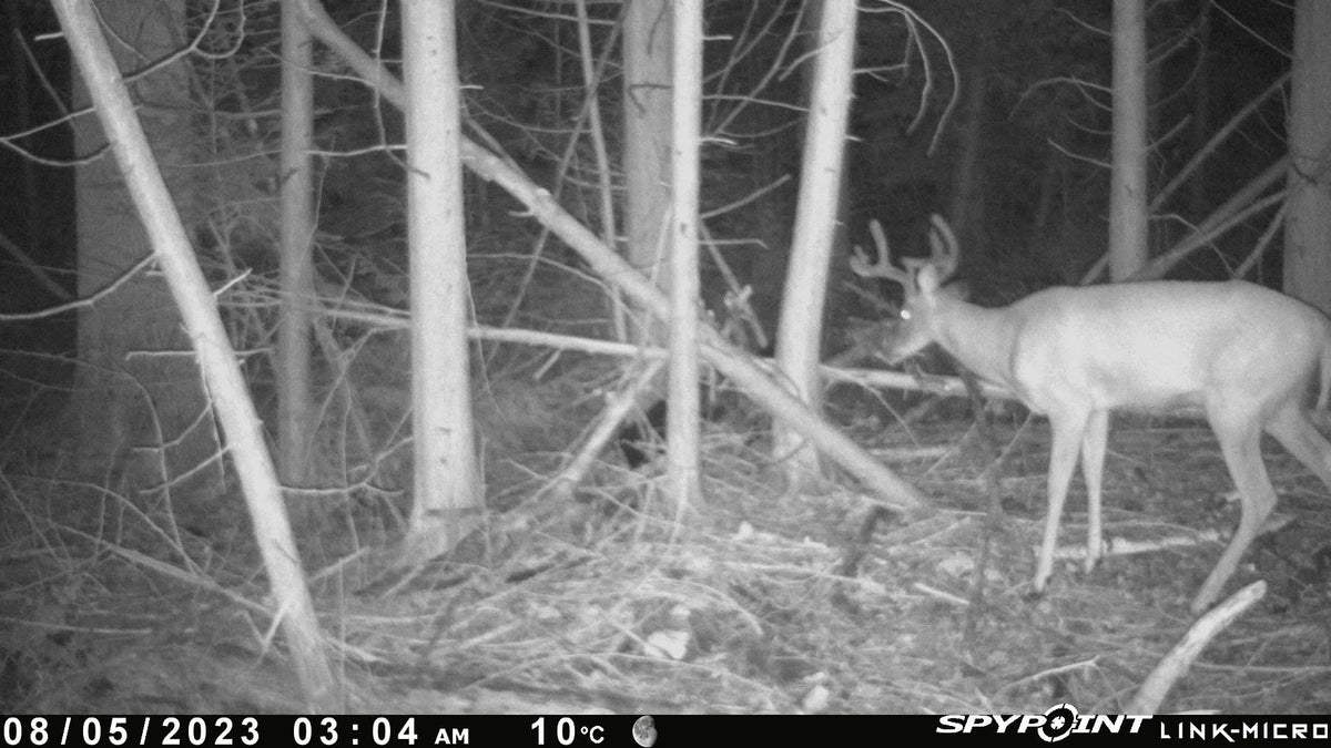 Deer Hunting Forum – Whitetails Crossing Outdoors